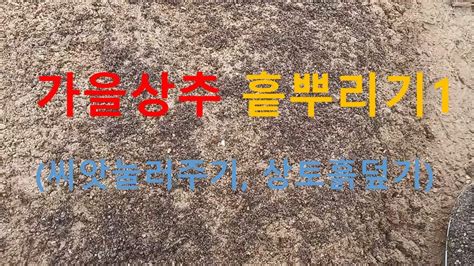 텃밭 농사 58 가을 상추 파종하는 방법흩 뿌리기 1 Youtube
