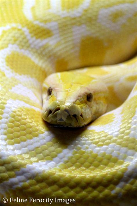 More Burmese Python By Felineferocity26 On Deviantart