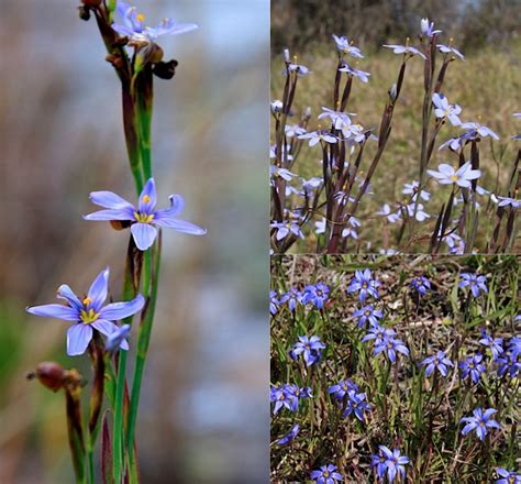 Dwarf Fakahatchee Grass — Florida Native Plants Nursery And Landscaping