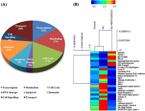 A Functional Classification And Distribution Of Identified Proteins Of Download Scientific