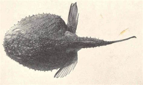 Halieutopsis Garman 1899 Род ЛОПАТОЧНИКИ 9 видов