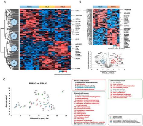 Cancers Special Issue Pathogenesis And Diagnosis Of Genitourinary