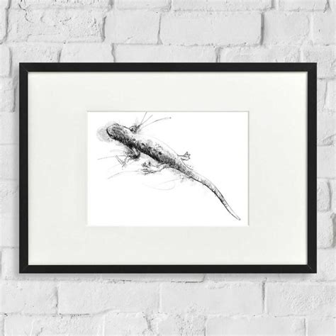 Common Newt Sketch SeanBriggs