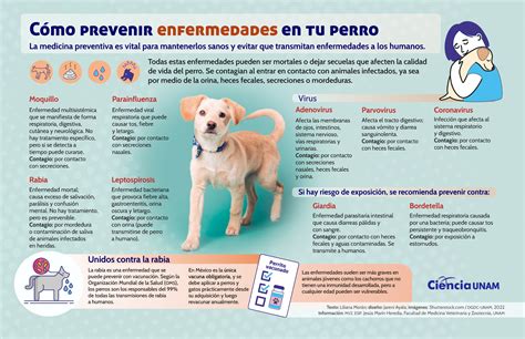 Mi Perro Tiene Una Infeccion