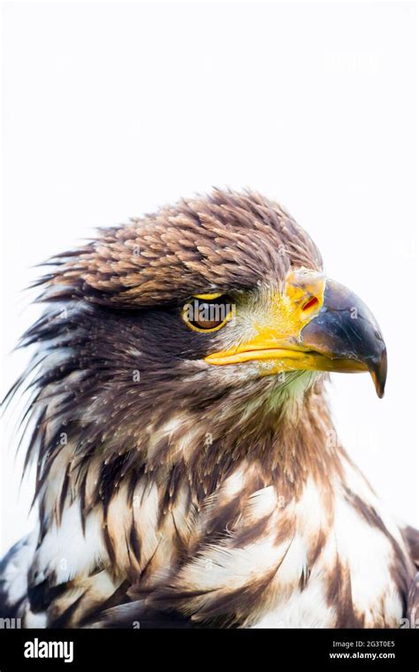 Bald Eagle Male Vs Female At Barbara Moser Blog