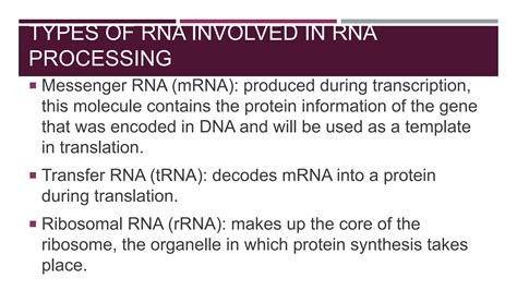 Rna Processing In Prokaryotes And Eukaryotespptx