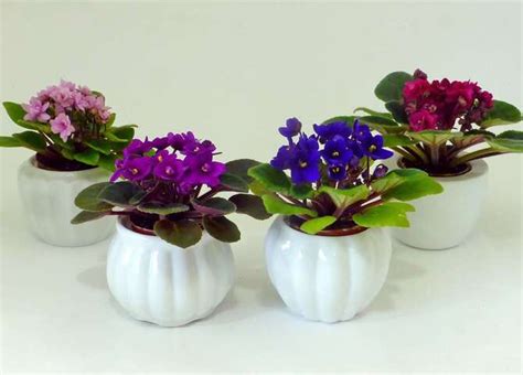 Какие цветы должны быть дома обязательно фото и название