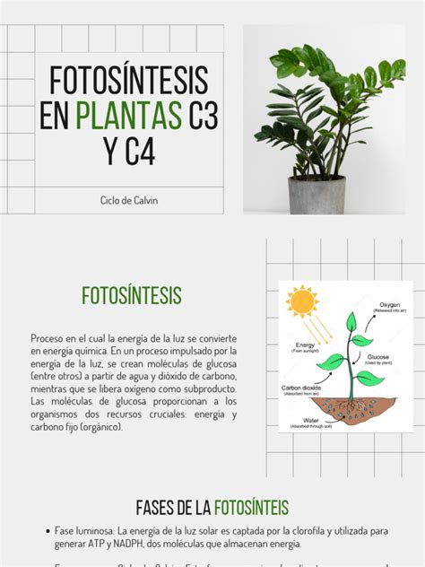 Exposición Plantas C3 Y C4 Pdf Fotosíntesis Plantas