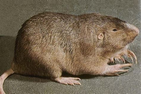 The Gopher Guy Of Ocala Home Page