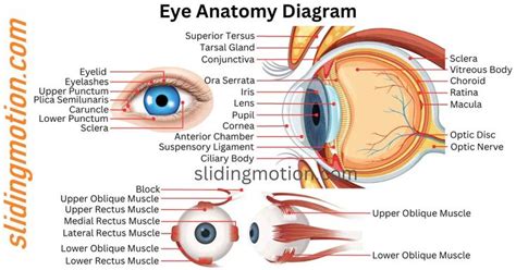 Eye Diagram Parts And Functions Eye Structure Human Class Sc