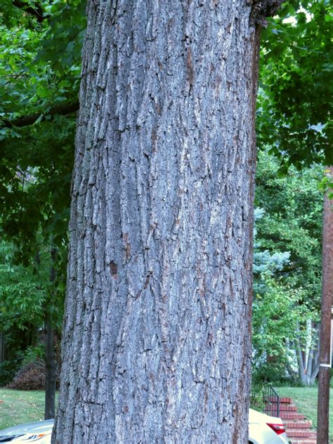 Joy S Toothed Compound Tree Leaf Finder Joy S Toothed Compound Tree Leaf Finder