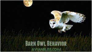 Barn Owl Secrets Id Habitat Hunting And Conservation Facts