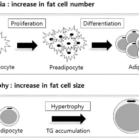 Pdf Genetic Management And Nutritional Factors Affecting Intramuscular Fat Deposition In