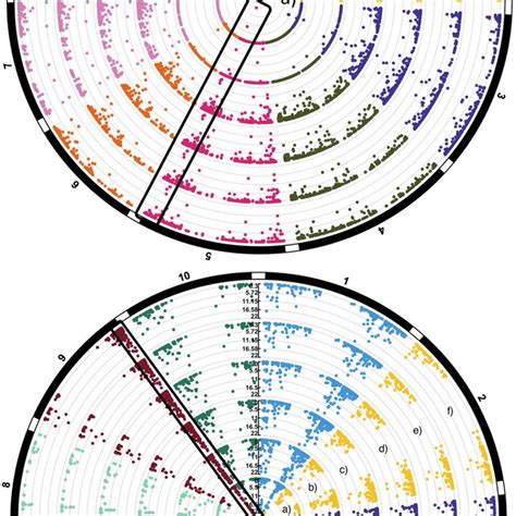 Circular Manhattan Plot Representing Marker Significance Counts On 50