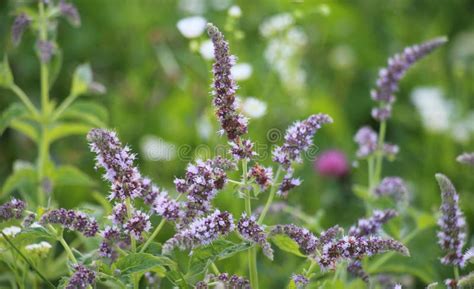 Long Leaved Mint Mentha Lonolia Grows In Nature Stock Image Image Of Aromatic Botany