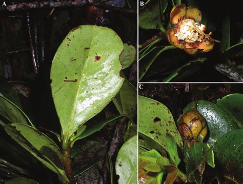 Living Material Of Ternstroemia Amistadensis Q Jiménez And D Santam