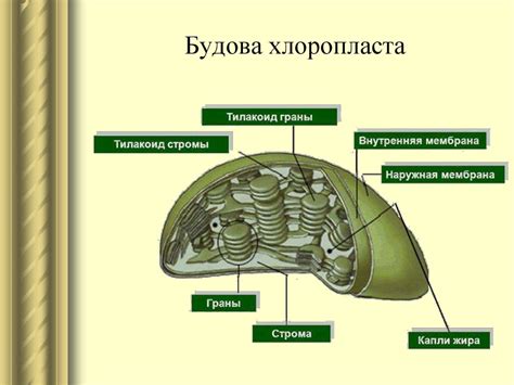 Будова органел клітини презентация онлайн