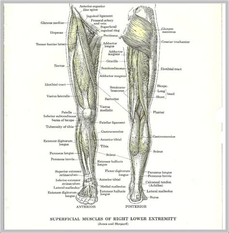 Leg Muscles Diagram 11 Best Muscleslabeled Images On Pinterest