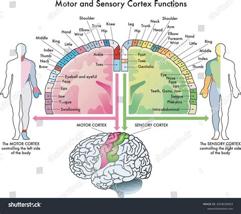 Medical Diagram Functions Motor Cortex Sensory Stock Vector Royalty