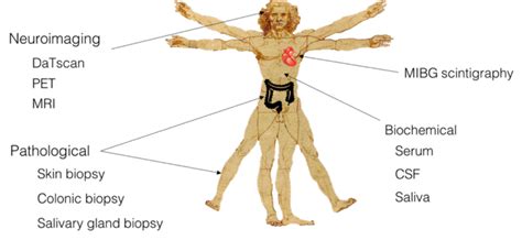 General Methodological Approaches To Biomarker Development 111 Imaging Download Scientific