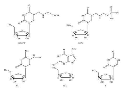 Chemical Structures Of Modified Nucleosides Located At The Anticodon