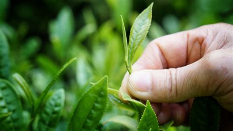녹차의 맛 — 서울독립영화제