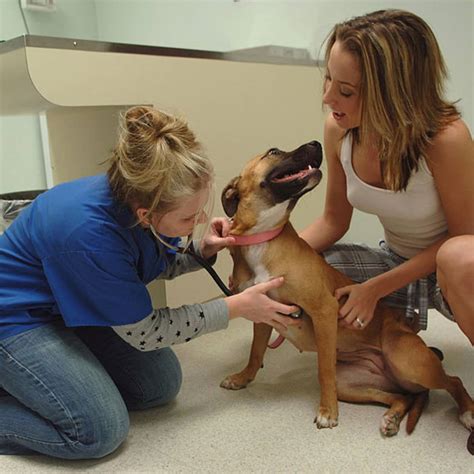 How Can I Give Medicine To My Dog
