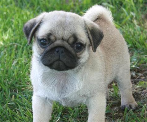 Pug - Puppies, Rescue, Pictures, Information, Temperament ...