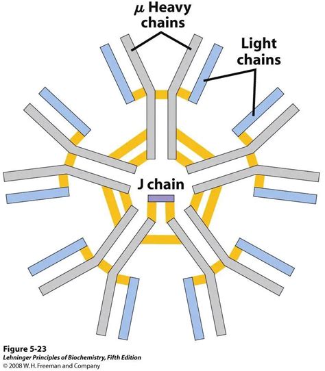 Igm Antibodies Structure Properties And Functions • Microbe Online