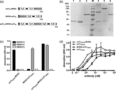 A Schematic Illustration Of The Scfv Mhd2 Fusion Proteins Directed