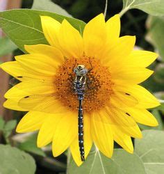 15 Sunflowers And Dragonflys Ideas Dragonfly Sunflower Sunflower