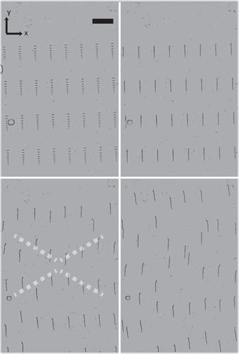 Programmable Design And Performance Of Modular Magnetic Microswimmers Pauer 2021 Advanced