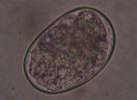 Ancylostomatidae — Wikipédia
