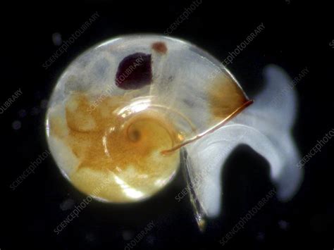 Mollusc Larva Stock Image C0013804 Science Photo Library