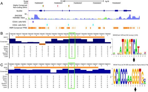Genomic Location And Evolutionary Conservation Of Noncoding Variants Download Scientific