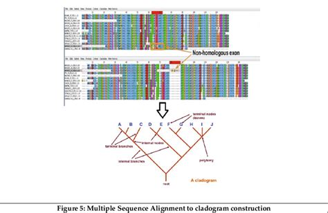 Hidden Markov Algorithm Statistical Core Algorithm Used In Cladistics