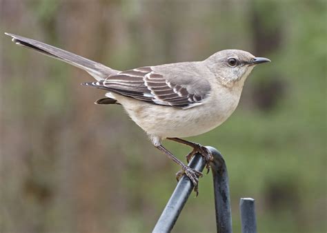 Northern Mockingbird FeederWatch