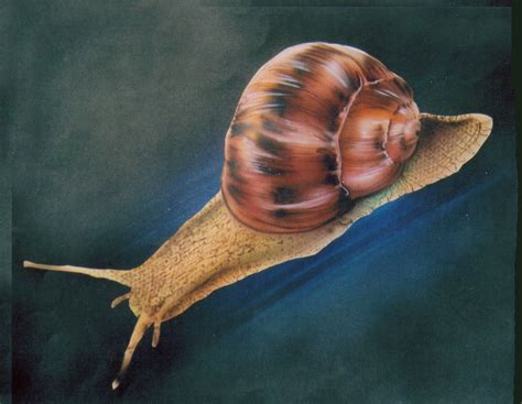 Snail Painting By Rplummerman On Deviantart