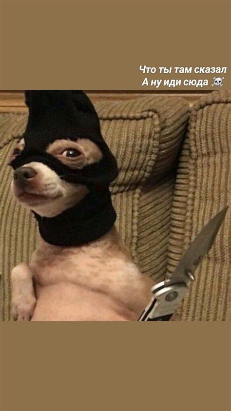 Что ты там сказал А ну иди сюда ☠️ Foto Di Cani Divertenti Cuccioli Di Cani Cose Divertenti