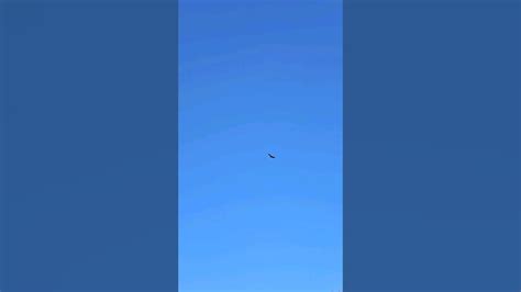 하늘을 나는 매 Youtube