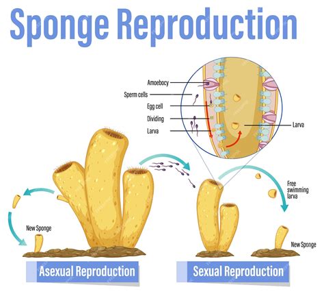 Sponge Asexual Reproduction