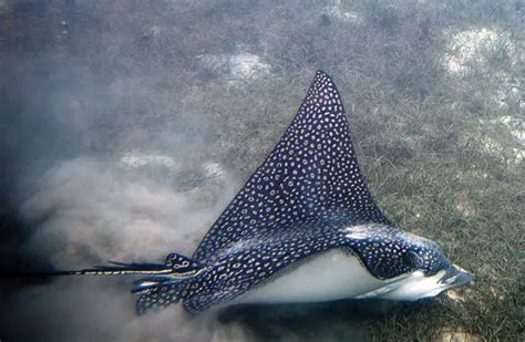 Eagle Ray Description Habitat Image Diet And Interesting Facts