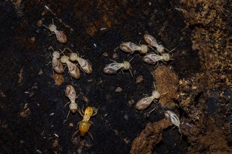 Does Mulch Attract Termites A Comprehensive Guide Recon Pest Services