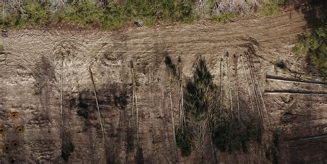 Maya Lin The Roots Of Ghost Forest Seedlings Pace Gallery