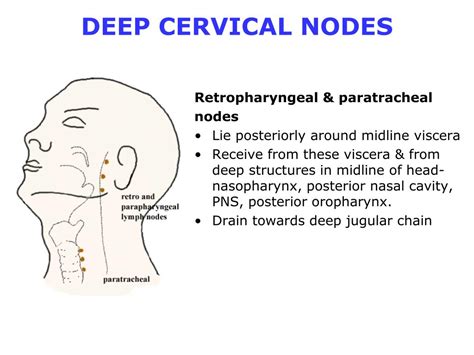 Ppt Overview Cervical Lymph Nodes Powerpoint Presentation Free Download Id 3431683