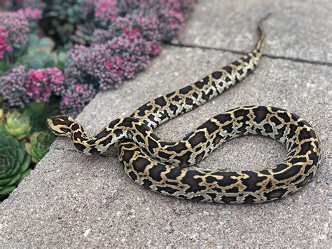 Dwarf Burmese Python Traits Morphpedia