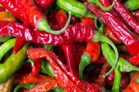 Berita Tanaman Cabe Terbaru Dan Terkini Hari Ini Id