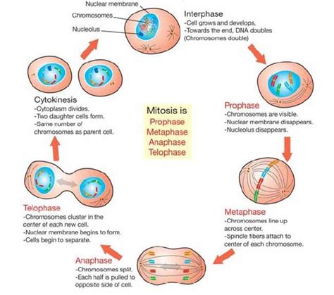 Cell Cycle Phases Diagram Labeled Cell Cycle Mitosis Diagram