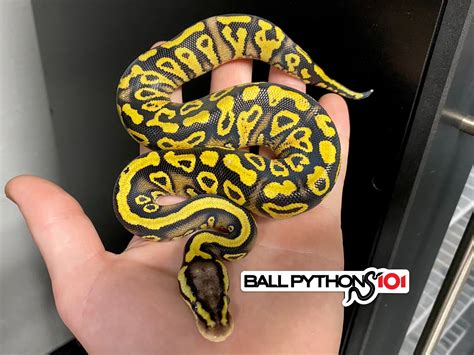 Pastel Ybgravel 100 Het Clown 66 Het Hypo Ball Python By Ball Pythons 101 Morphmarket