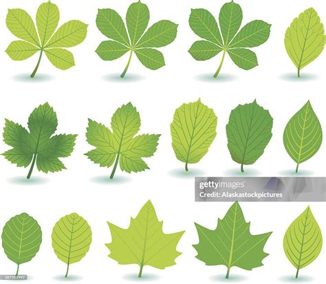 Green Plant And Treeleafs High Res Vector Graphic Getty Images